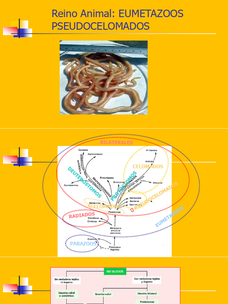 Phylum Aschelminthes: Pseudocelomados | PDF | Nematodo