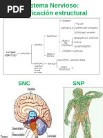 Anatomía del SNC y SNP: Estructuras Clave | PDF | Cerebelo | Ganglios ...