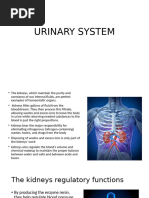 Urinary System | PDF | Kidney | Urinary System