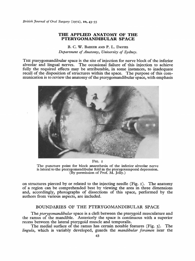 Anatomy of the Pterygomandibular Space | PDF | Common Carotid Artery ...