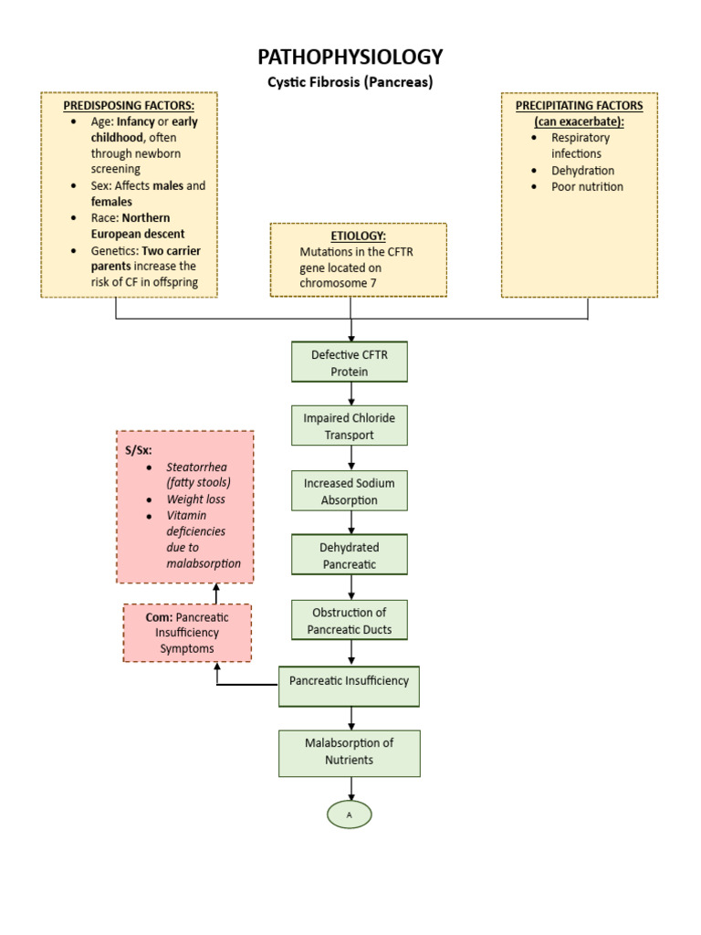 Cystic Fibrosis Pancreas Pathophysiology | PDF | Pancreas | Diseases ...