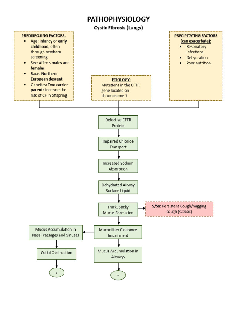 PATHO_CYSTIC FIBROSIS_LUNGS_1 | PDF | Respiratory Tract | Mucus
