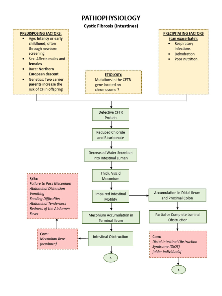 Cystic Fibrosis: Intestinal Pathophysiology | PDF | Diseases And ...