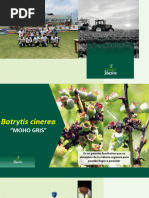 Trichoderma Harzianum: Ficha Técnica | PDF