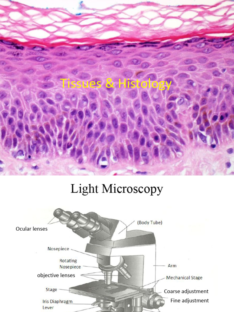 Tissues, Histology, and The Integumentary System Final | PDF ...