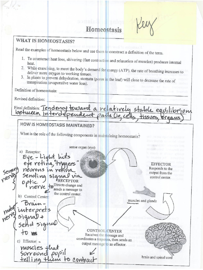 Homeostasis+ANSWERS | PDF