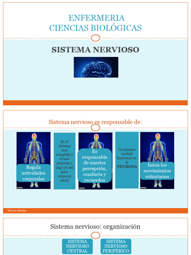 Sistema Nervioso Parte I | PDF | Sistema nervioso | Cerebro