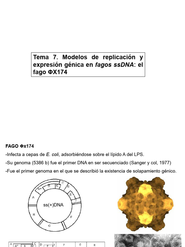 Tema 7 Modelos de Replicación en Fagos | PDF | Rna | Microorganismo