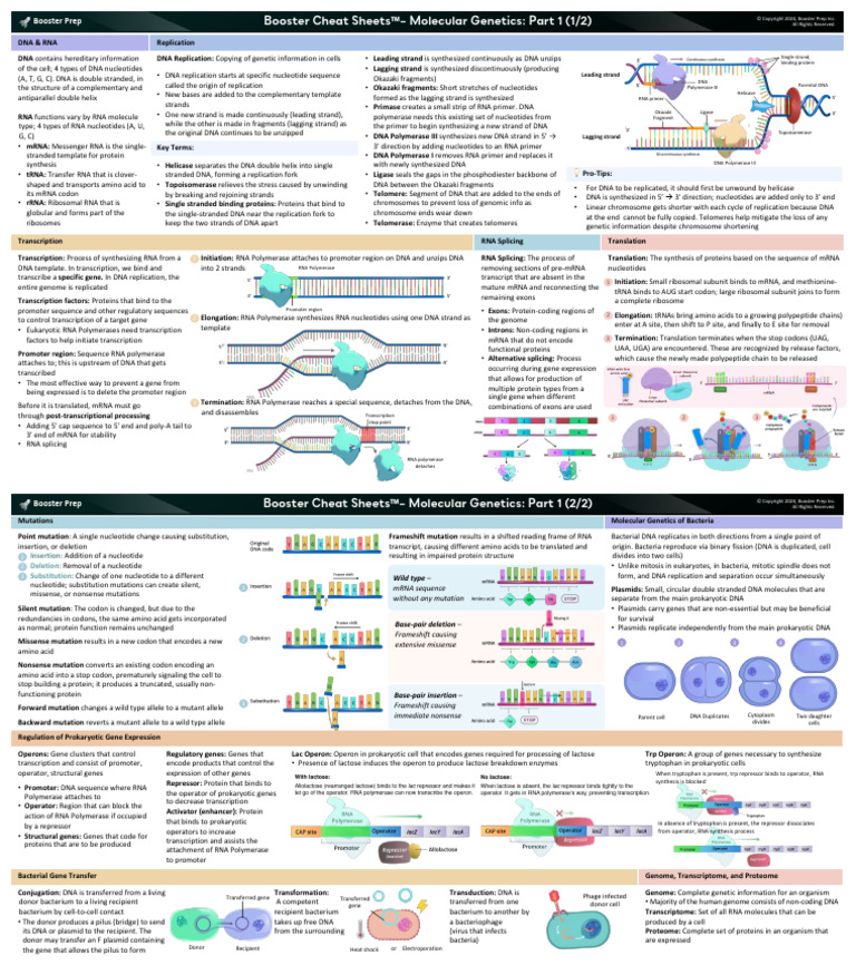 Booster Cheat Sheets - 9) Molecular Genetics (Part 1) | PDF | Operon | Gene