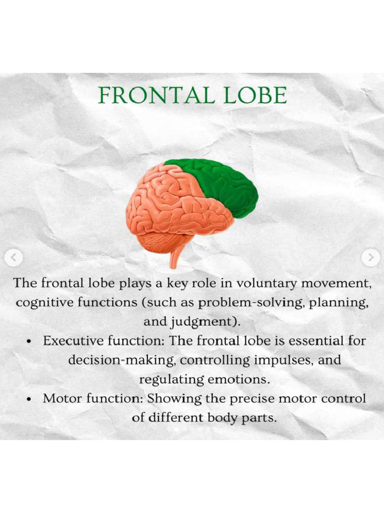 Frontal Lobe | PDF