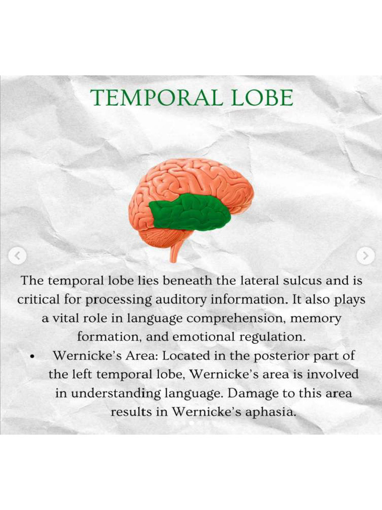Temporal Lobe | PDF