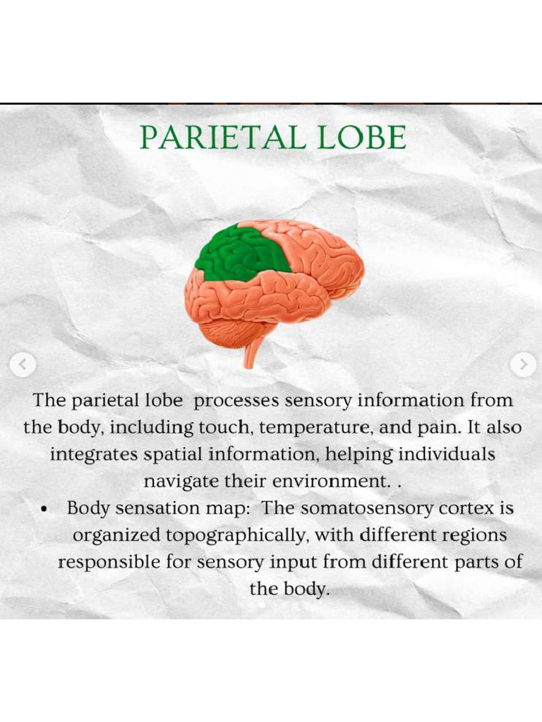 Parietal Lobe | PDF