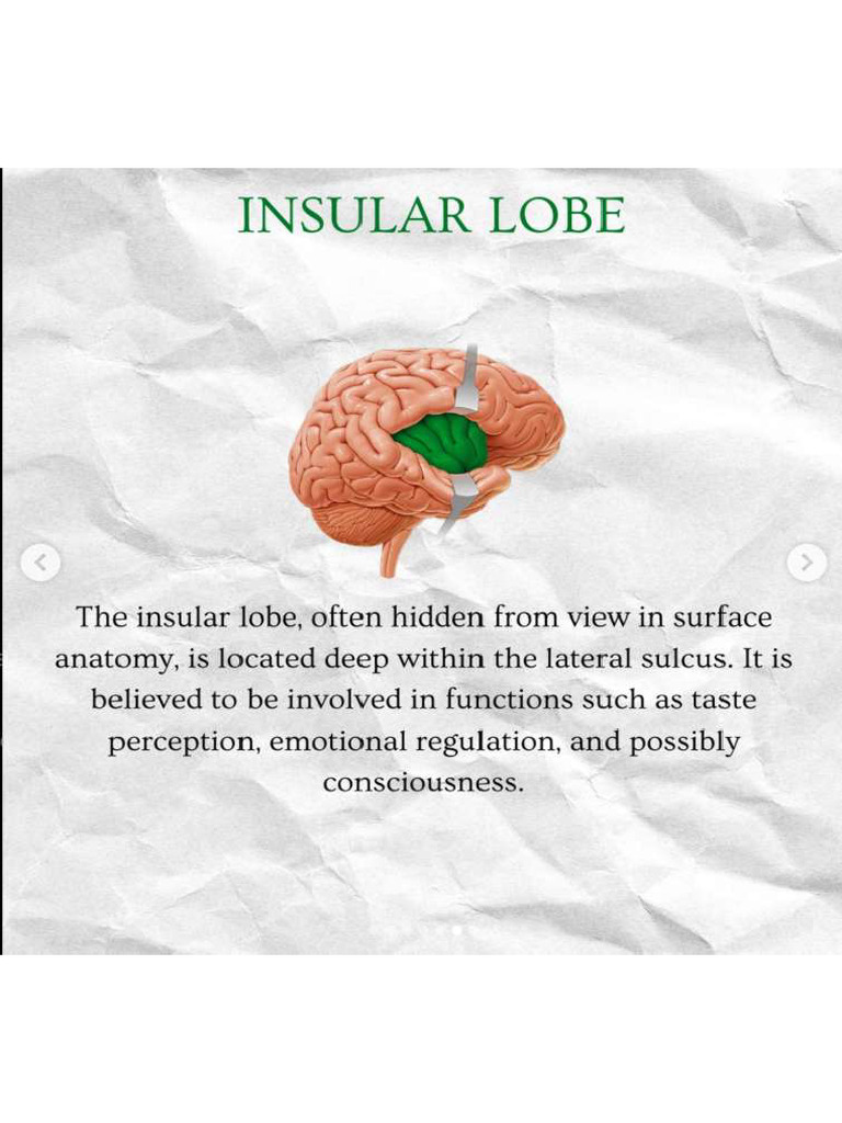 INSULAR LOBE | PDF