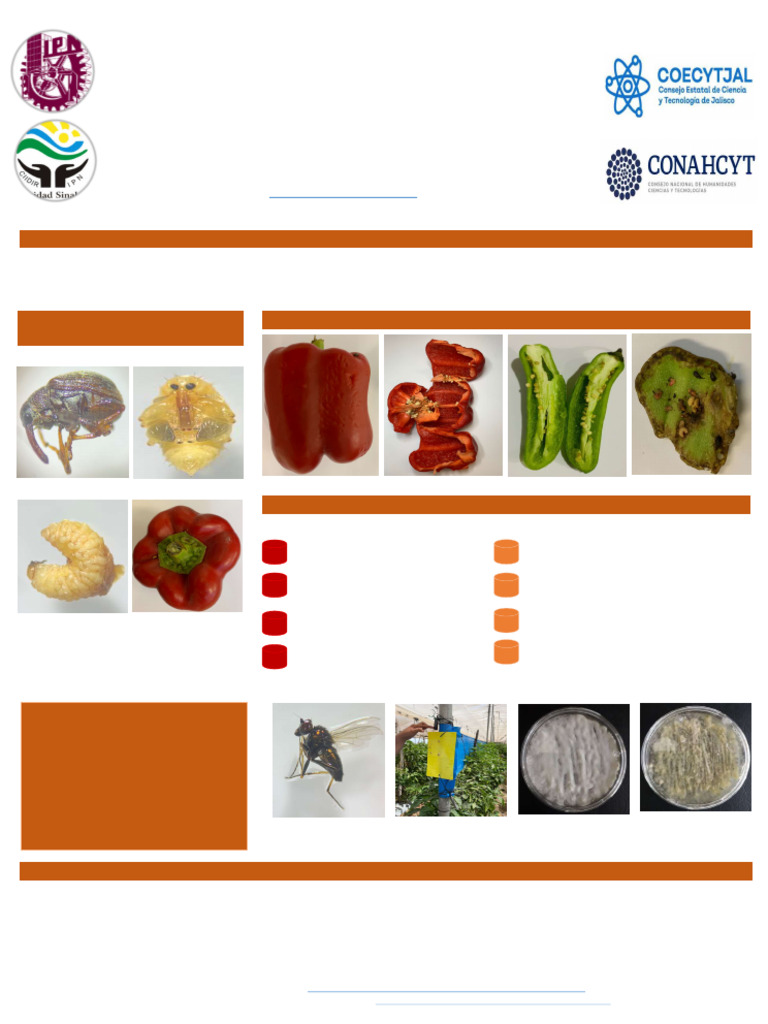 Generalidades Del Control Del Picudo Del Chile Anthonomus Eugenii (Cano ...