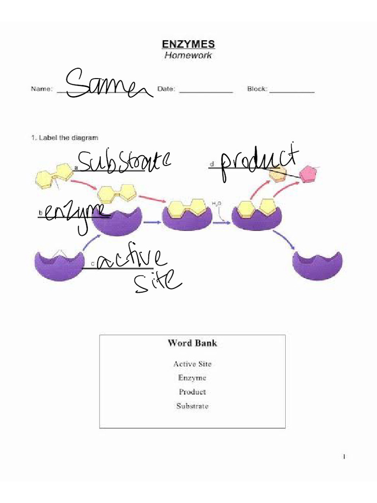 Edited - Enzymes Work Sheet HW | PDF