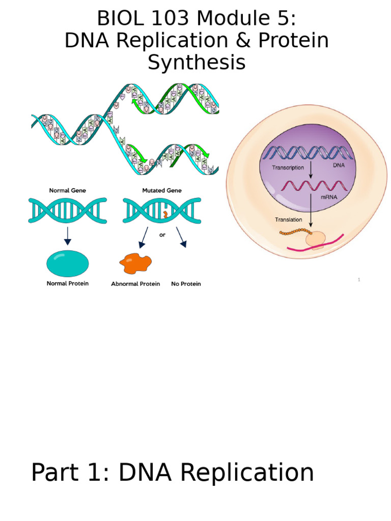 Module 5 DNA Replication and Protein Synthesis | PDF | Dna Replication ...