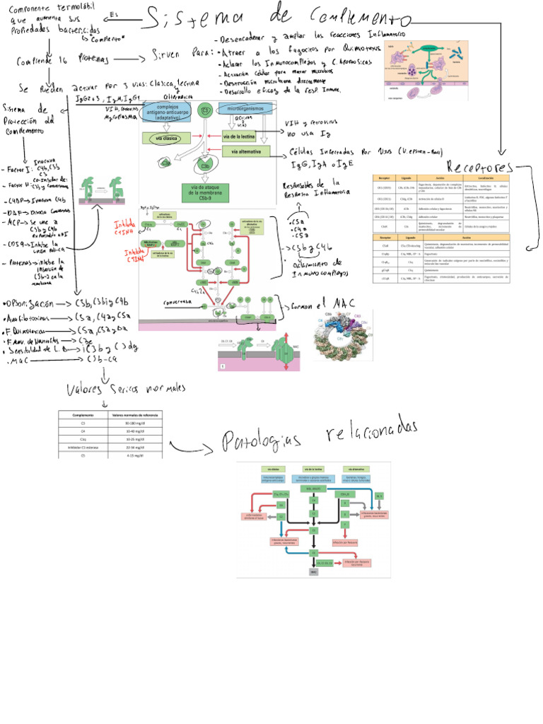 Sistema de complemento. (Mapa mental) | PDF