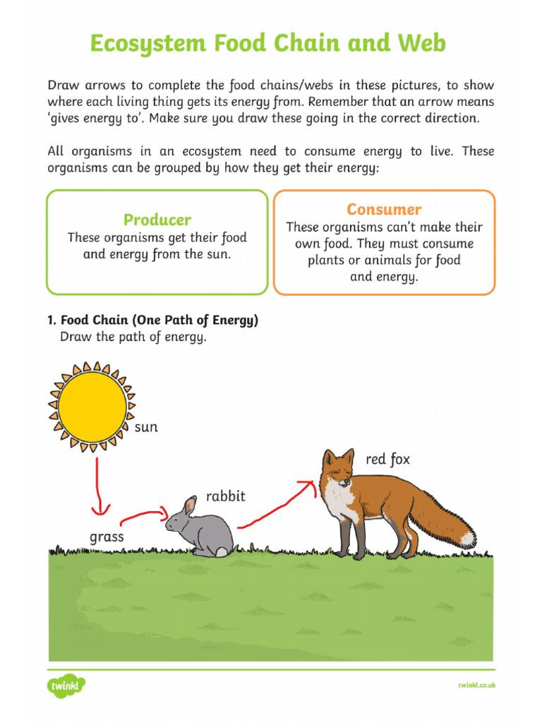Food Chains in a Simple Food Web | PDF