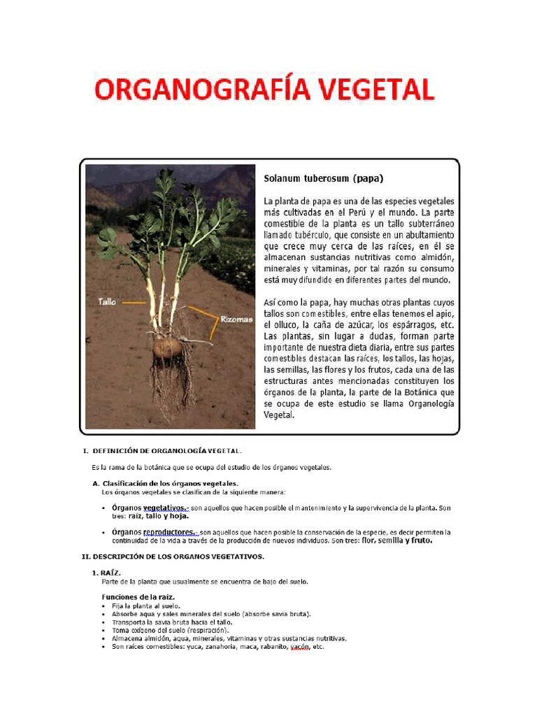 OrganografÍa Vegetal | PDF