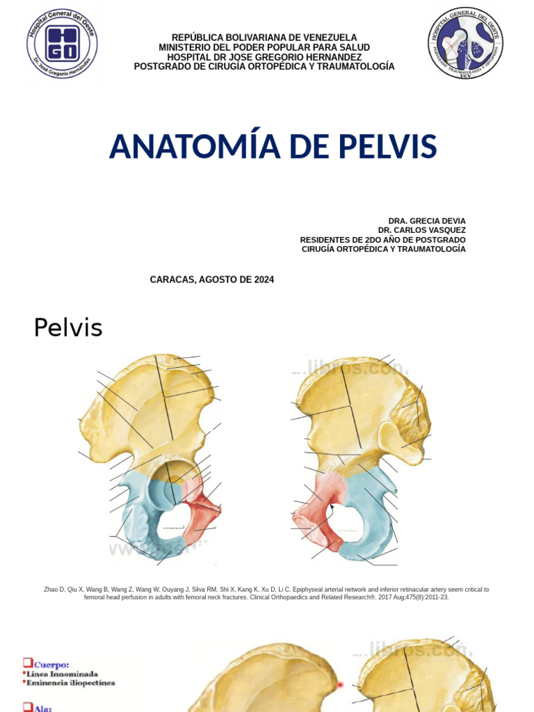 Anatomia de Pelvis Definitivo | PDF | Hip | Lower Limb Anatomy