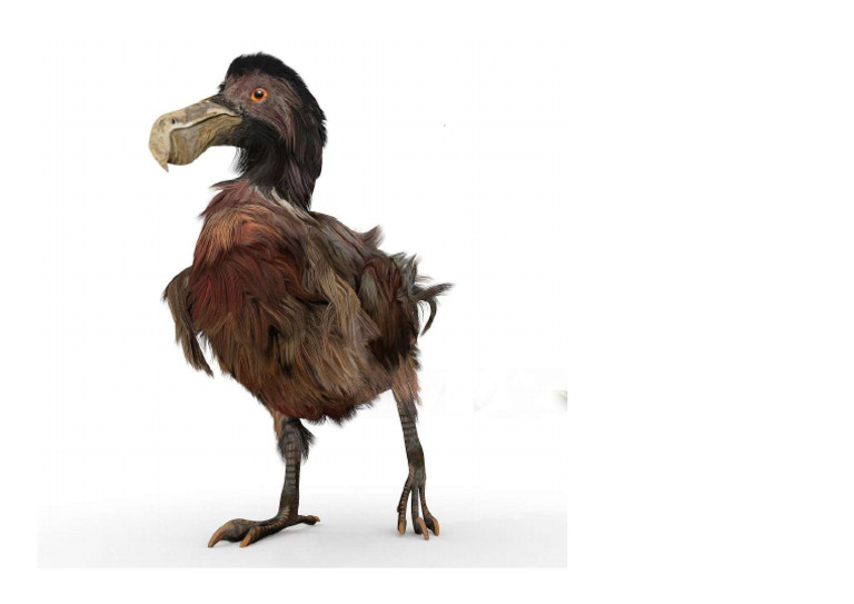 Dodo | PDF