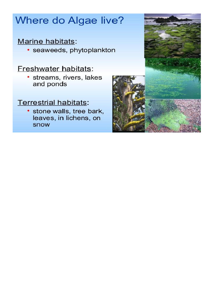 Classification and Ultrastructure of Algae | PDF