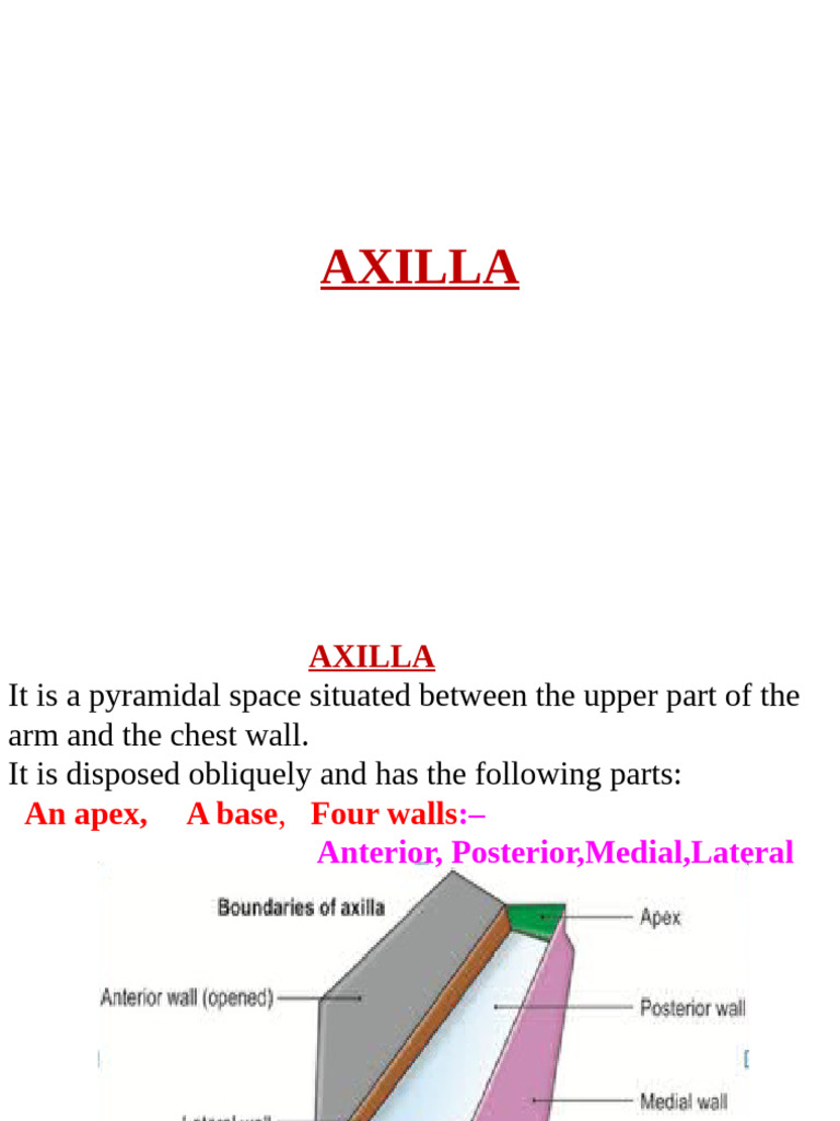 Axilla & Brachial Plexsus | PDF | Arm | Musculoskeletal System