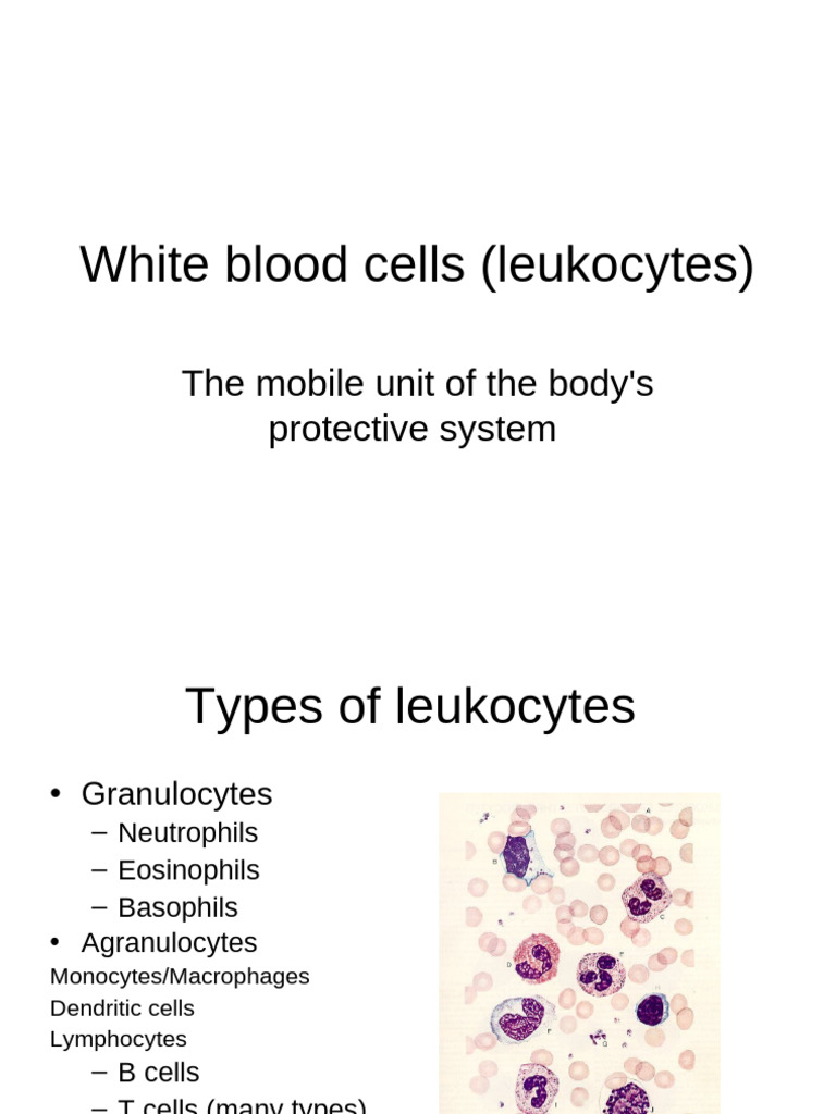 White blood cells (leukocytes) | PDF
