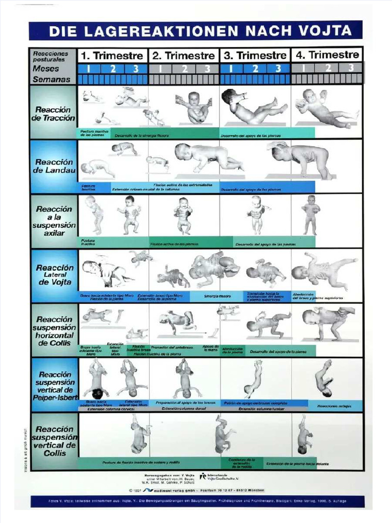 PDF Reacciones Posturales de Vojta - Compress | PDF