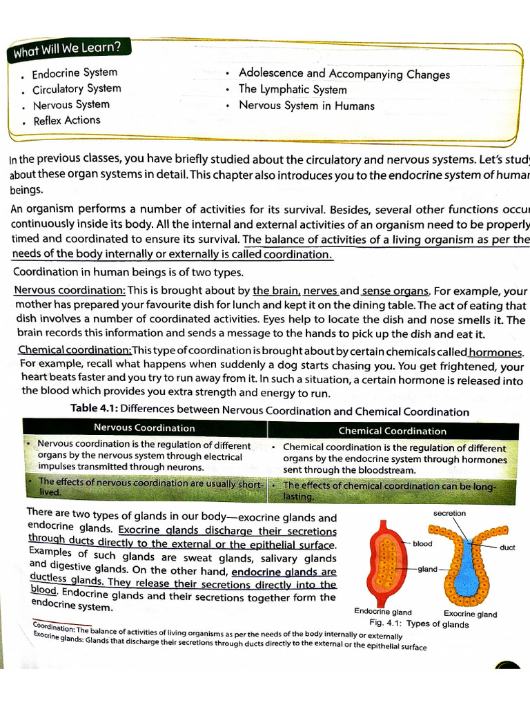 Endocrine System | PDF