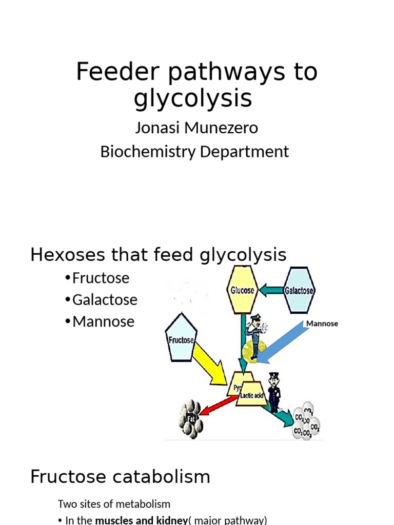 Feeder Pathways To Glycolysis JM 2025 | PDF | Glycolysis | Phosphorylation