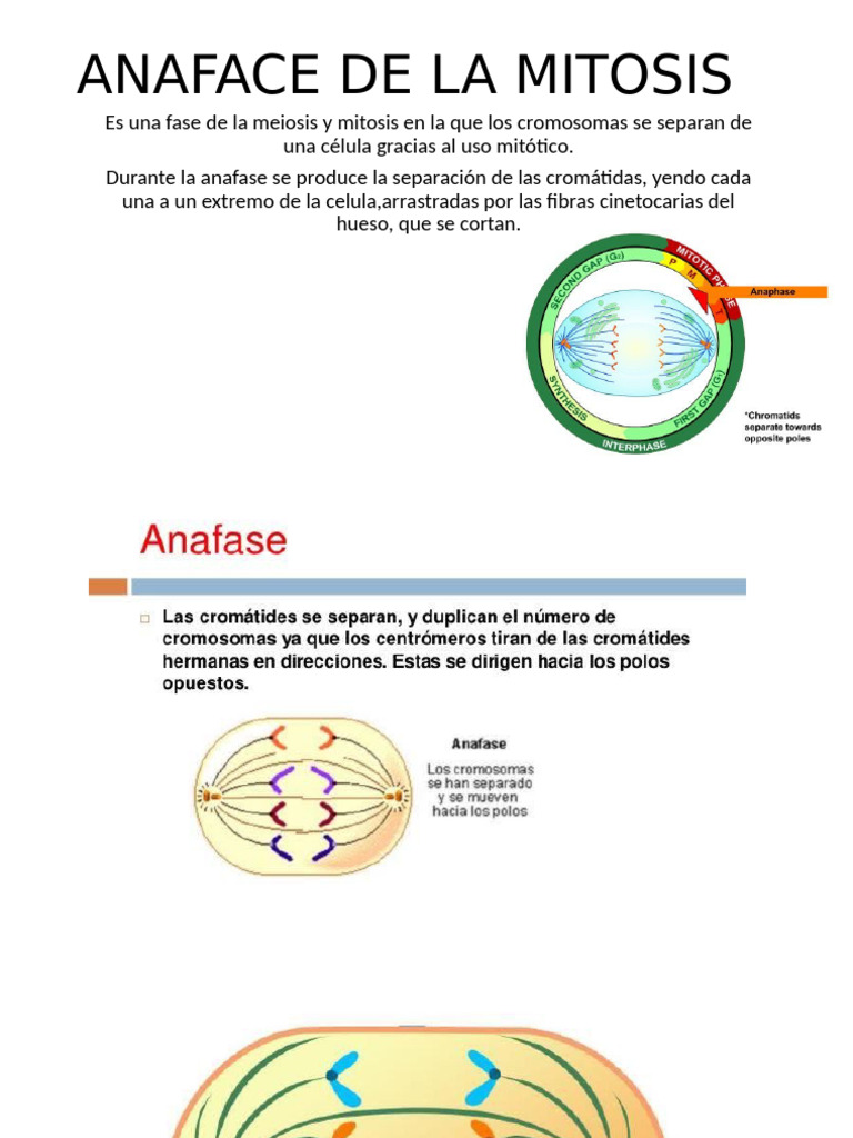 Anaface de La Mitosis | PDF