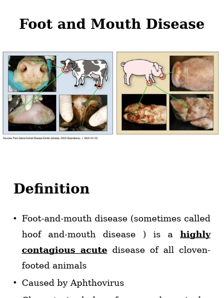 Understanding Foot and Mouth Disease | PDF | Diseases And Disorders ...