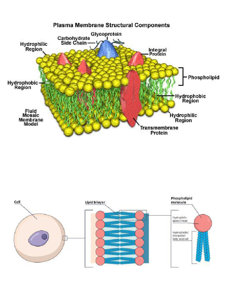 Cell Membrane | PDF