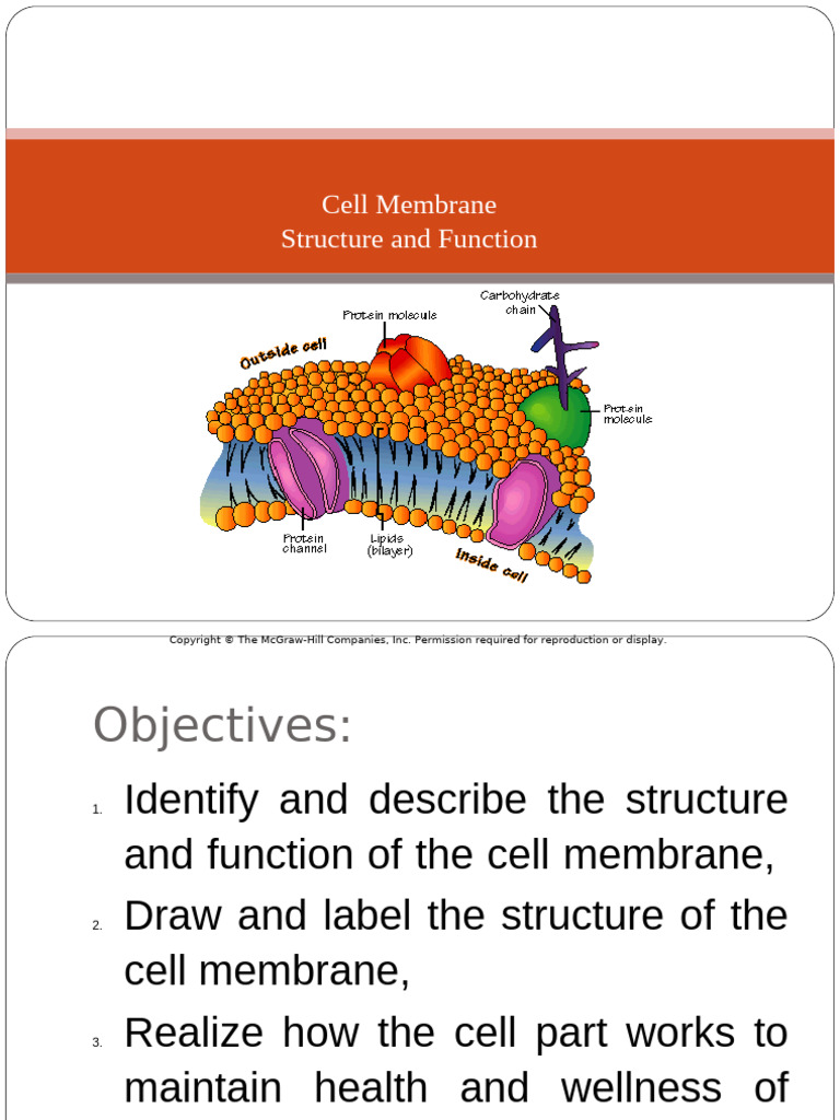 Lesson9. Cell Membrane STUDENTS | PDF | Cell Membrane | Phospholipid