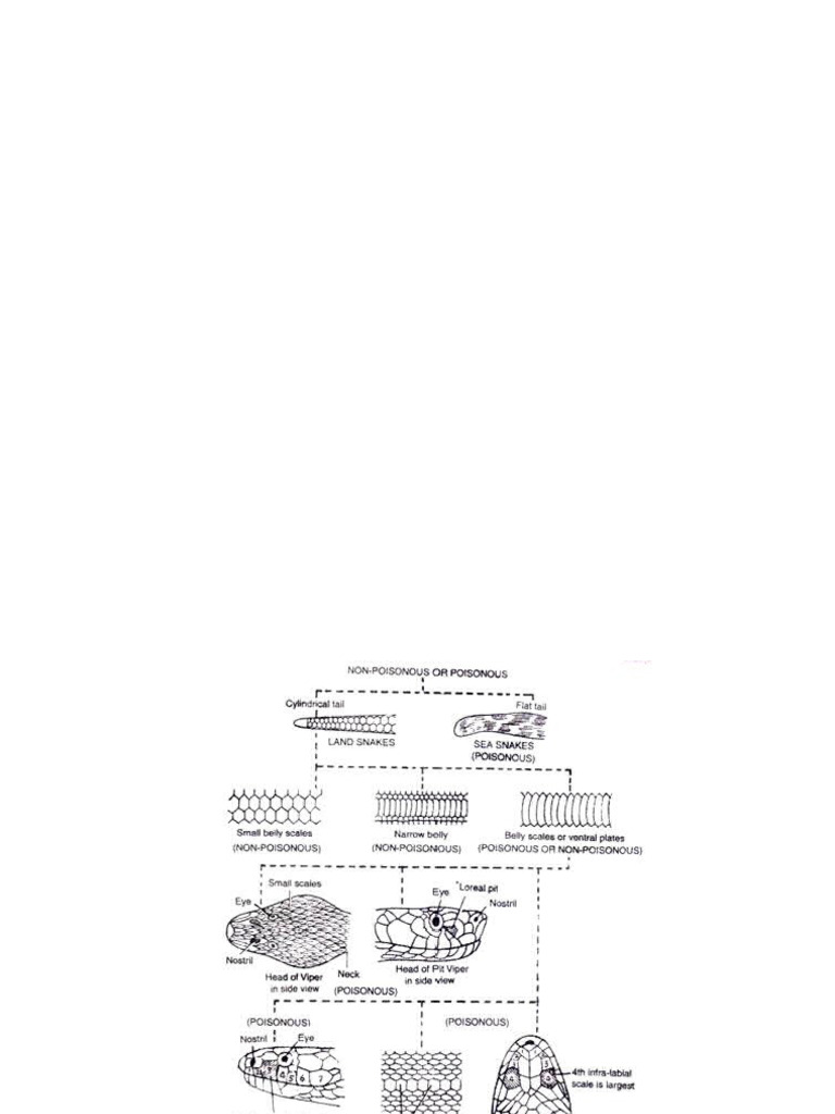 Snake Biting Mechanism Explained | PDF | Venom | Snake