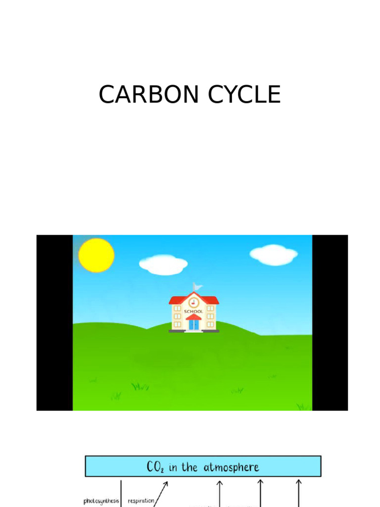 Understanding the Carbon Cycle | PDF