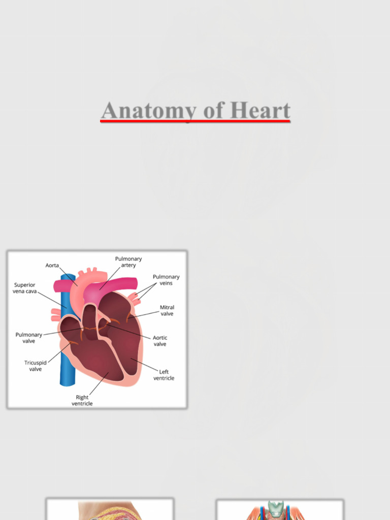 Anatomy of Heart | PDF | Heart Valve | Heart