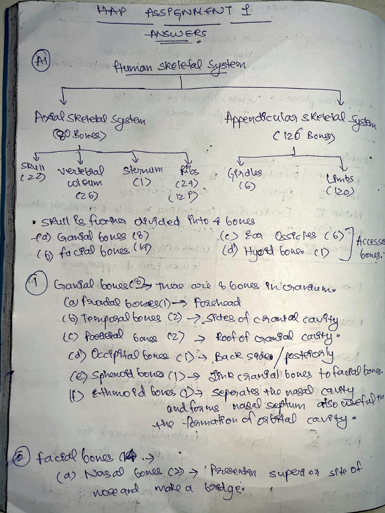 HAP ASSIGNMENT 1_Skeletal System | PDF