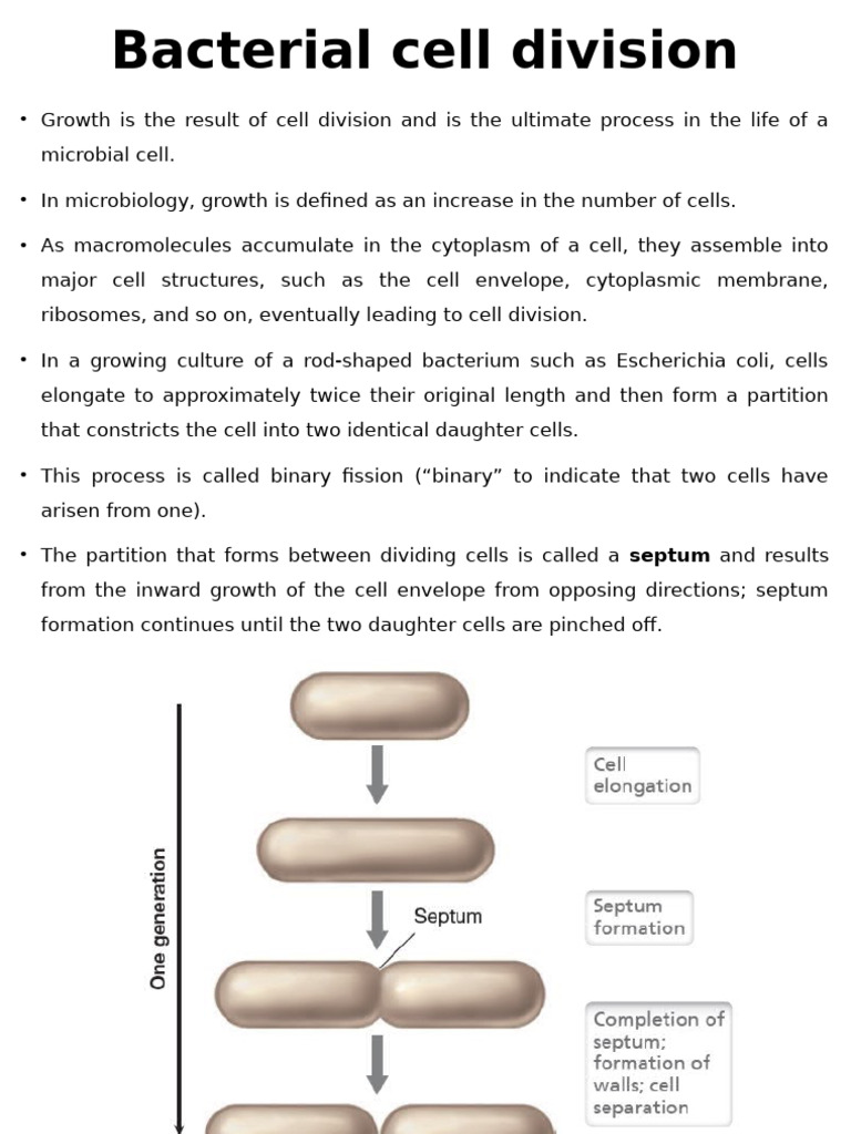 Understanding Bacterial Growth Dynamics | PDF | Biofilm | Cell Growth