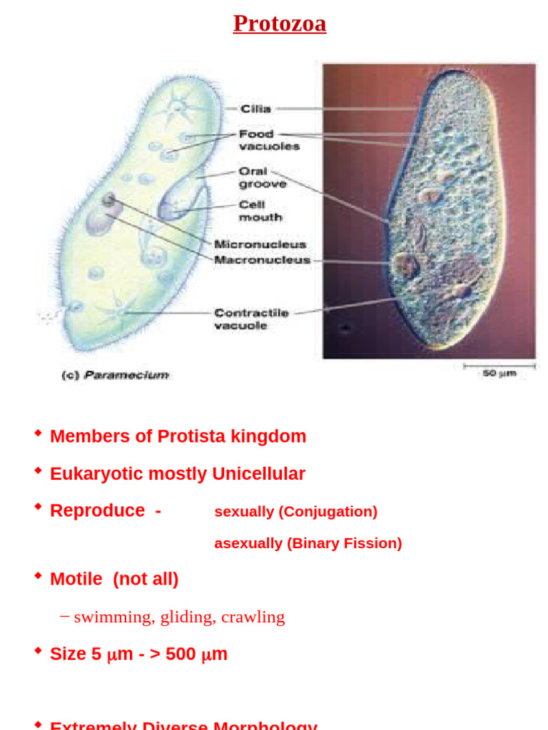 Protozoa Unit Four F Y | PDF | Protozoa | Microbiology