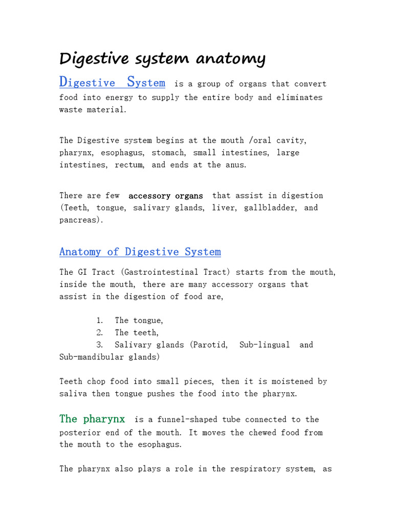 Digestive System Anatomy Overview | PDF | Gastrointestinal Tract ...