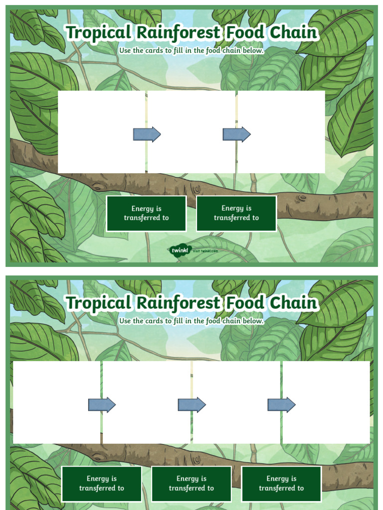 T SC 1692697323 Tropical Rainforest Food Chain Sorting Activity - Ver ...