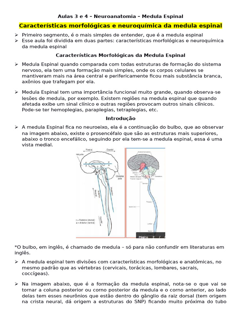 Aulas_3_e_4_Neuroanatomia_Medula_Espinal | PDF | Medula espinhal | Nervo