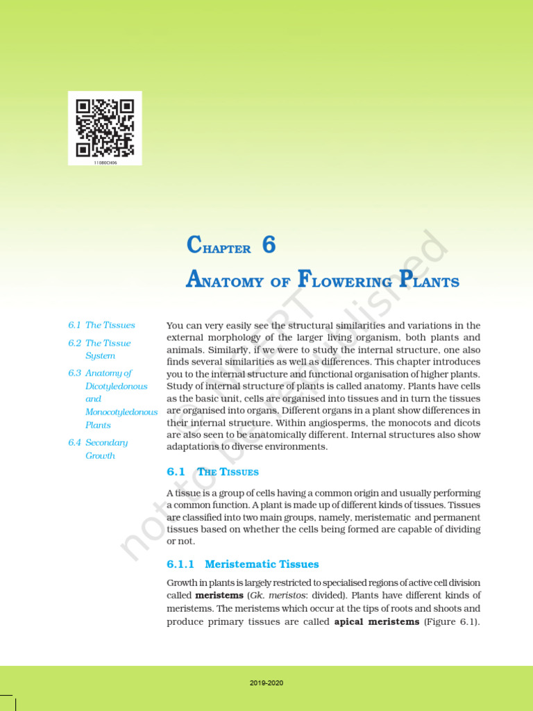 Anatomy of Flowering Plants NCERT PDF | PDF | Plant Stem | Tissue (Biology)
