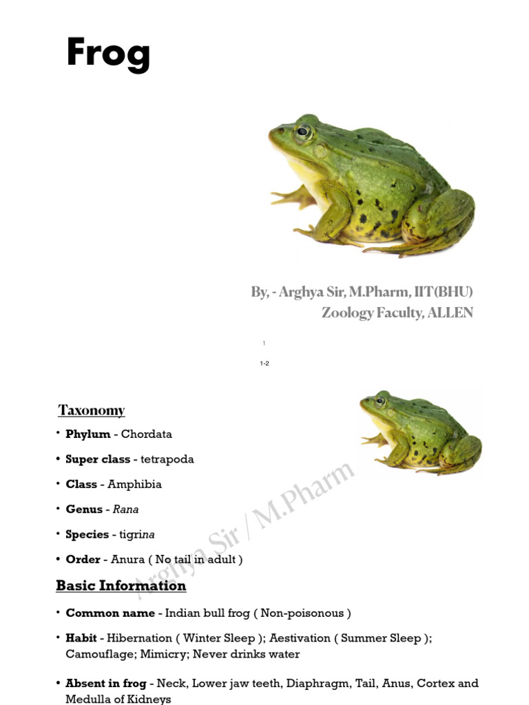 Frog | PDF | Frog | Anatomy