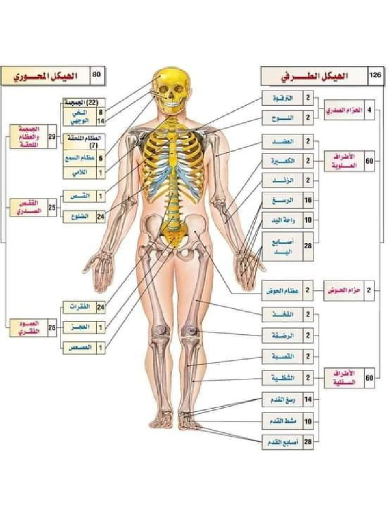 PDFReader 20241129 1824 | PDF