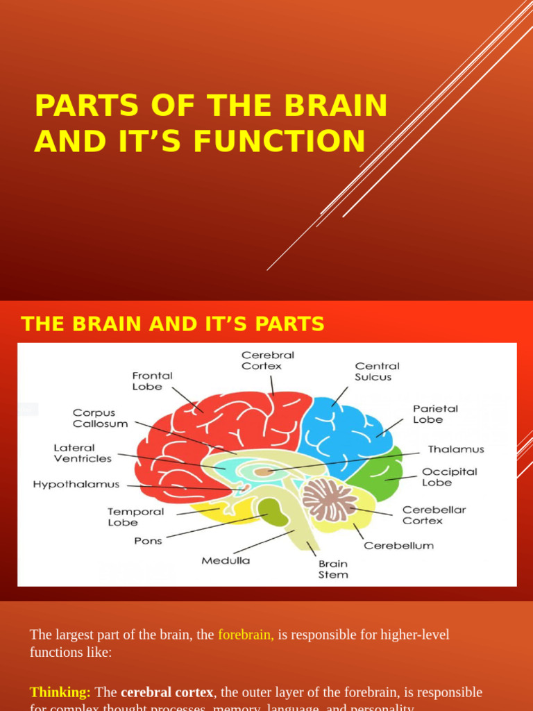 Lesson 2 Parts of The Brain and Its Function | PDF | Cerebrum | Brain