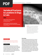 Scottie Dog Sign | PDF | Vertebra | Skeletal System