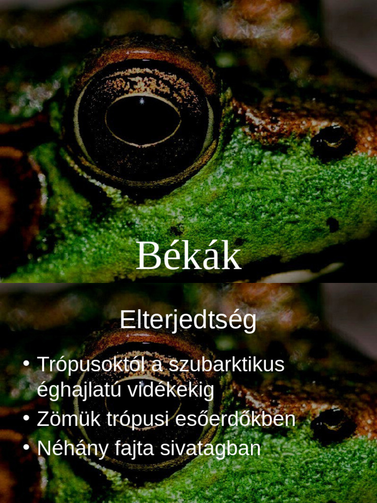 Beka | PDF